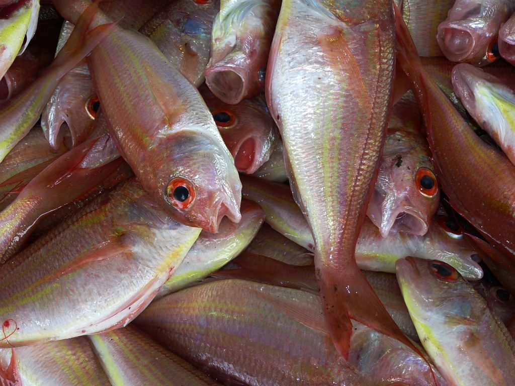 Plenty more fish in the sea | Curry Culture